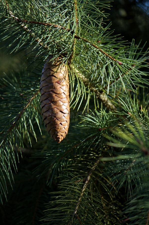 West Himalayan or Morinda Spruce Cone Stock Image - Image of evergreen ...