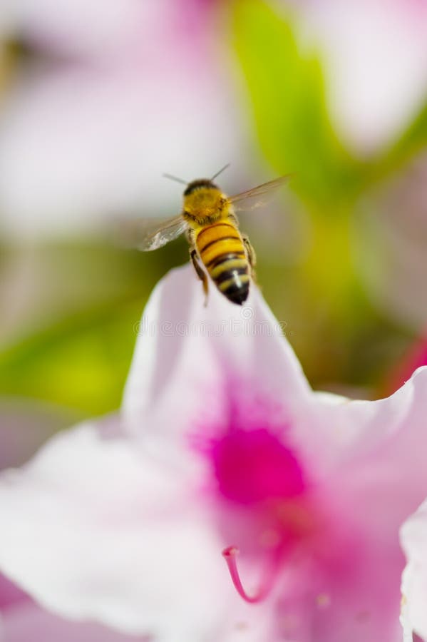 West-Honey Bee-Apis-mellifera Stockfoto - Bild von europäisch, frech ...