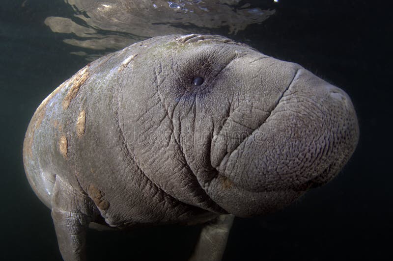 Manatee eating stock image. Image of eating, life, fish - 7195029