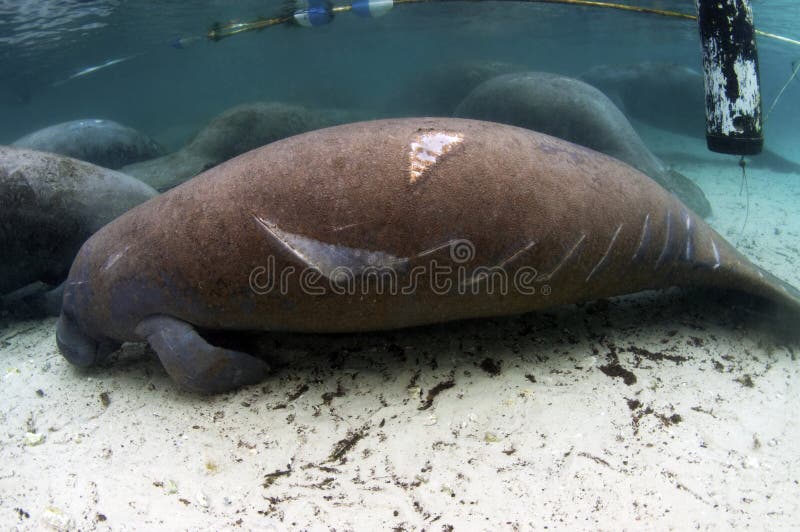 Manatee with Propeller Wounds Stock Image - Image of merritt, scarring ...