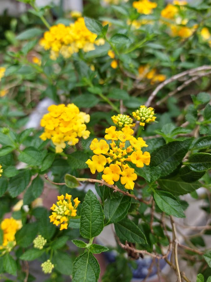 West Indian Lantana, Trailing Lantana Flower Stock Image - Image of ...