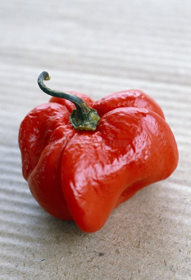West Indian red peppers stock image. Image of vegetable - 23702441
