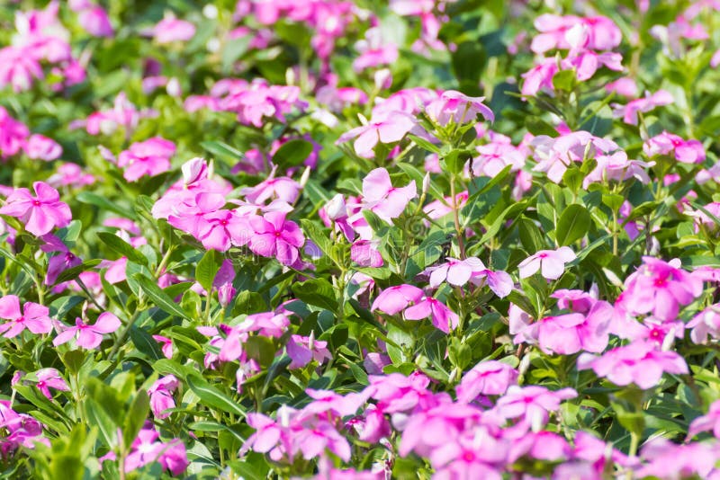 West Indian Periwinkle in Garden Stock Image - Image of herb, bloom ...