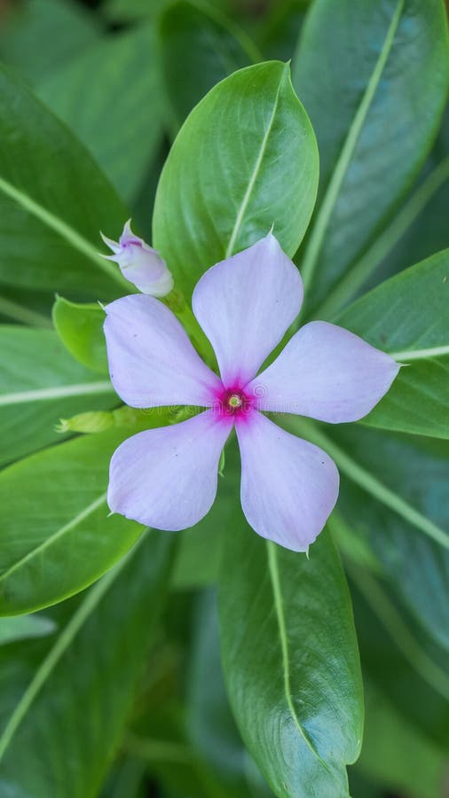 524 Indian Periwinkle Stock Photos - Free & Royalty-Free Stock Photos ...