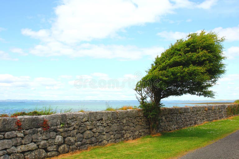 1,851 Wind Bent Tree Stock Photos - Free & Royalty-Free Stock Photos ...