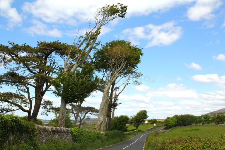 1,851 Wind Bent Tree Stock Photos - Free & Royalty-Free Stock Photos ...