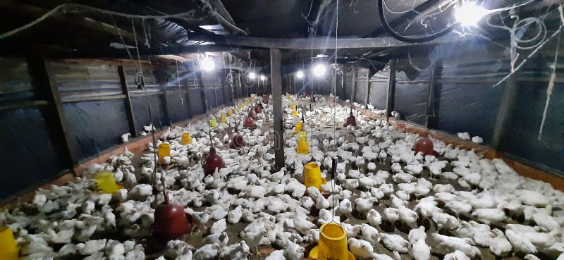 21 Day Old Broiler, on the Farm Stock Photo - Image of java21 ...