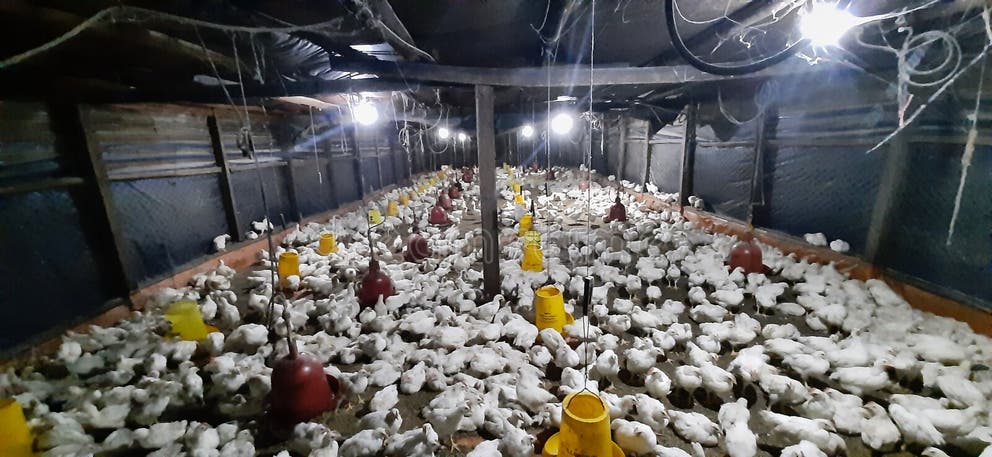 21 Day Old Broiler, on the Farm Stock Photo - Image of java21 ...