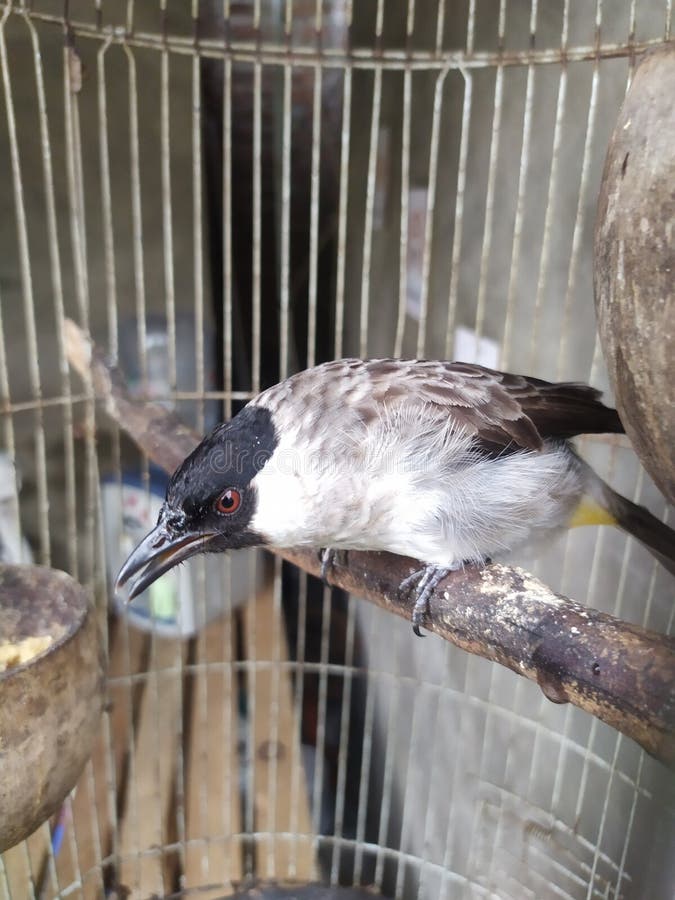 West Java Female Finches in an Iron Cage Stock Photo - Image of cage ...