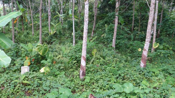 West Java Forest Pelabuhan Ratu Stock Photo - Image of west, natural ...