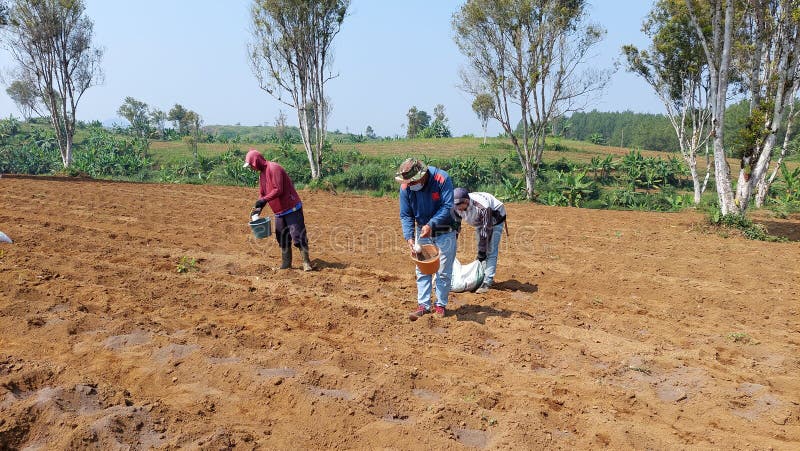 West Java, Indonesia - July 20, 2021: Some Workers Apply Fertilizer To ...