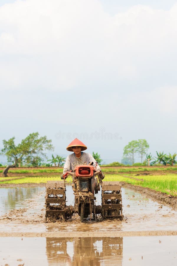 West Java, Indonesia Male Farmer Cultivating the Land Editorial Stock ...