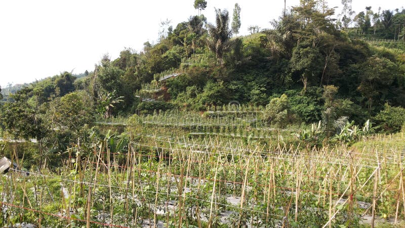 West Java Landscape 15 stock photo. Image of ricefield - 73822076