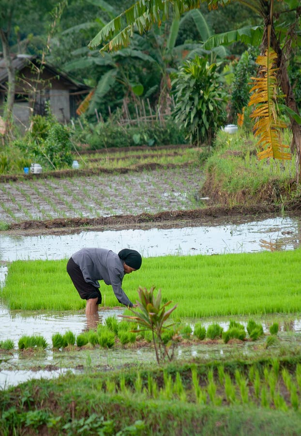 A Lady Was Planting Paddy Plant at Field Area, Bandung Indonesia ...