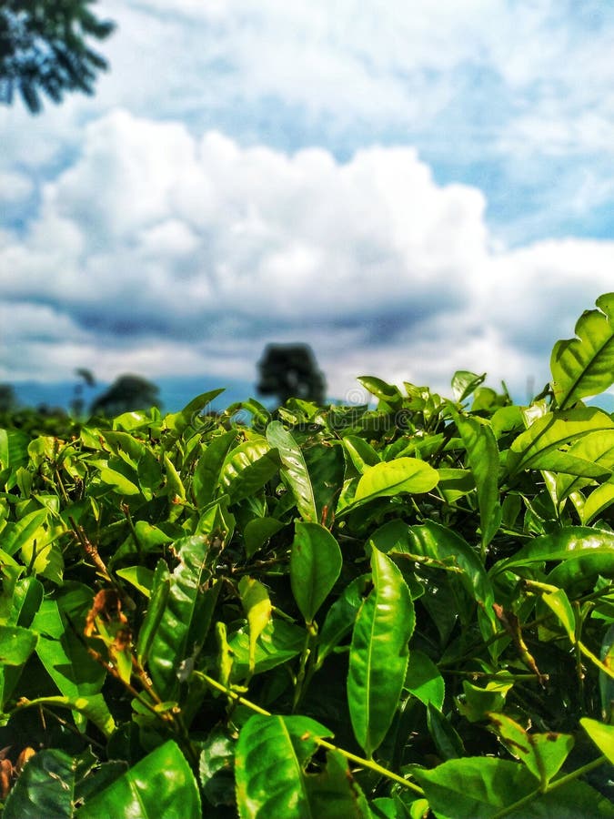 West Java Tea Plantation the Beautiful One Stock Photo - Image of west ...