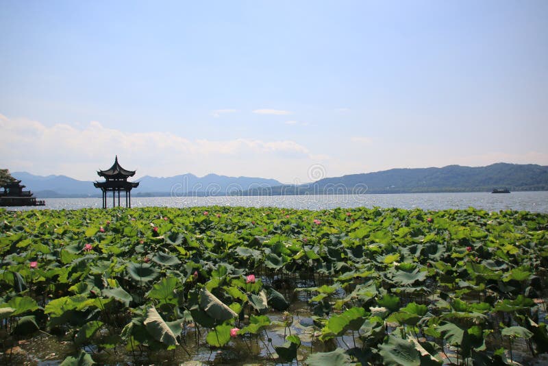 West Lake hangzhou china stock photo. Image of catshow - 165261198