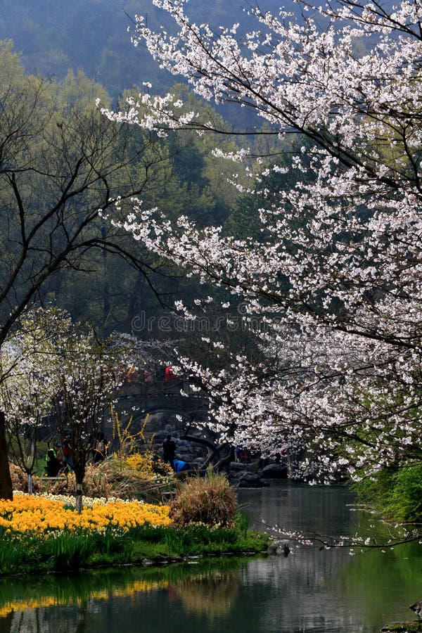 West Lake park in Hangzhou stock photo. Image of scenic - 68767644