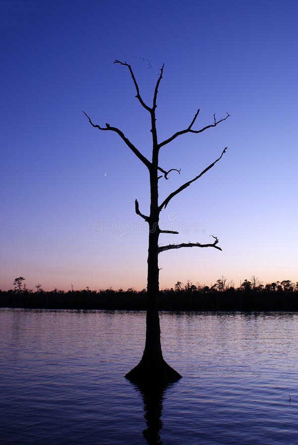West Landing Tree stock image. Image of blue, atmosphere - 17621145