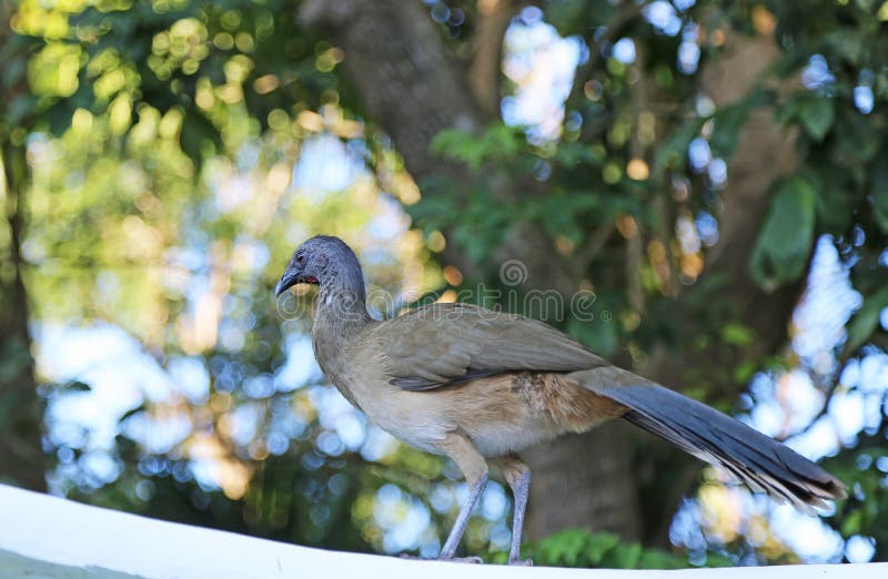 Chachalaca stock photo. Image of chachalaca, bill, tropical - 131940846