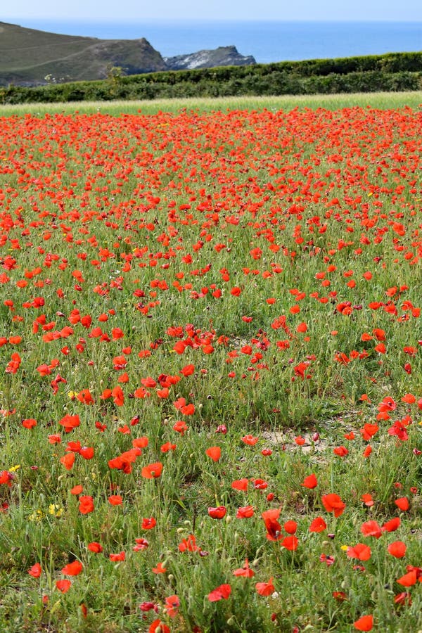 Pentire Poppies, Cornwall UK Stock Photo - Image of early, kingdom ...