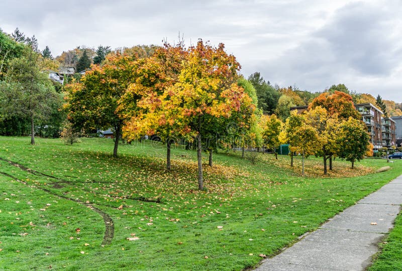 West Seattle Park Autumn Trees Stock Photo - Image of washington ...