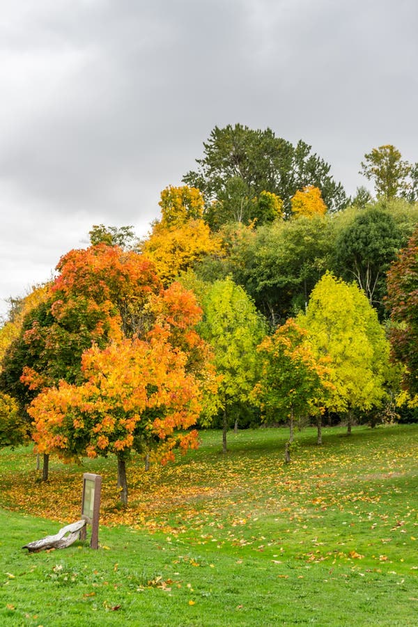 West Seattle Park Autumn Trees 5 Stock Image - Image of landscape ...
