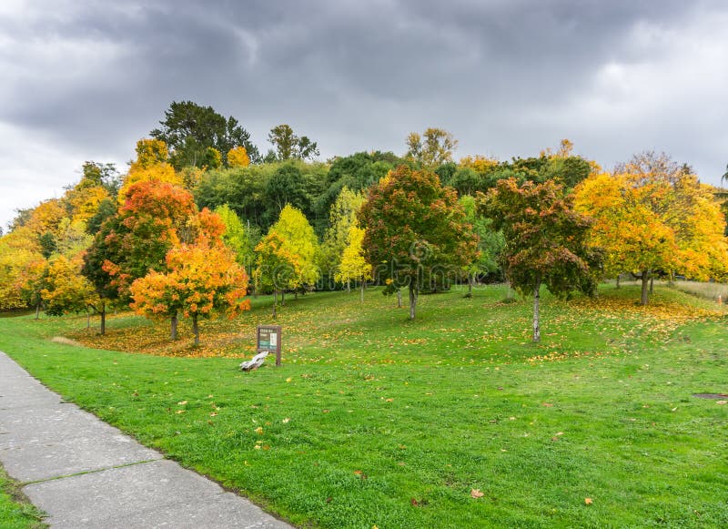 West Seattle Park Autumn Trees 4 Stock Photo - Image of landscape ...
