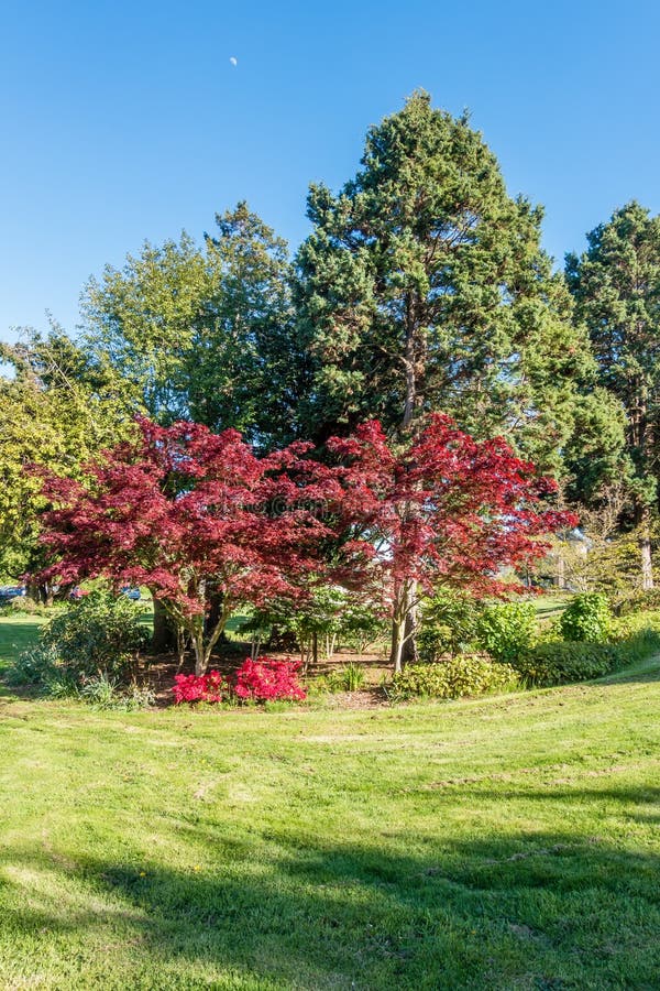 West Seattle Park stock photo. Image of trees, landscape - 70524444