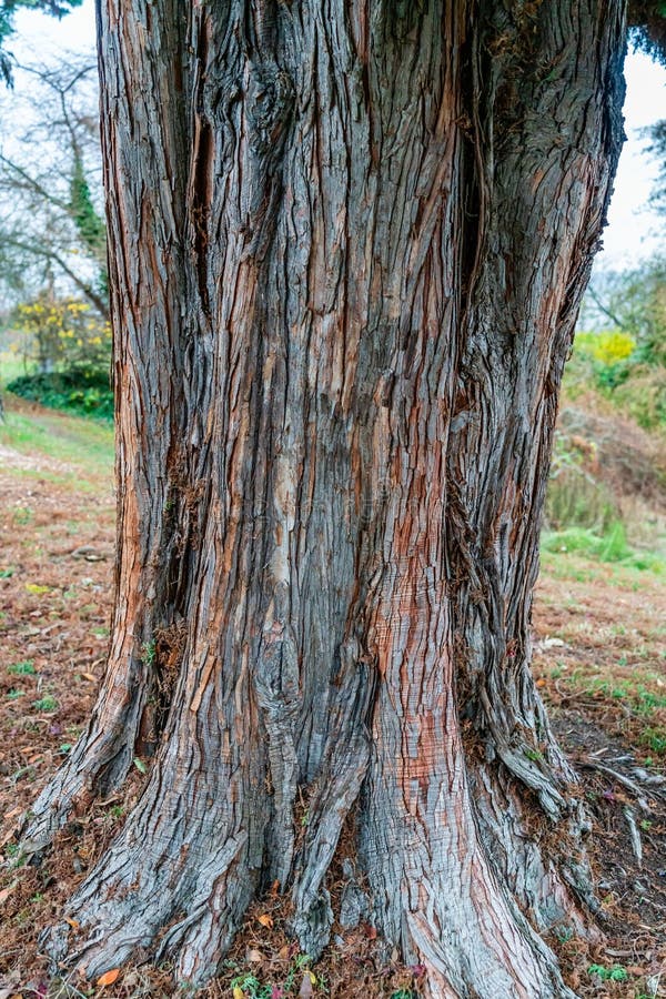 West Seattle Tree Trunk stock photo. Image of thick - 347669040