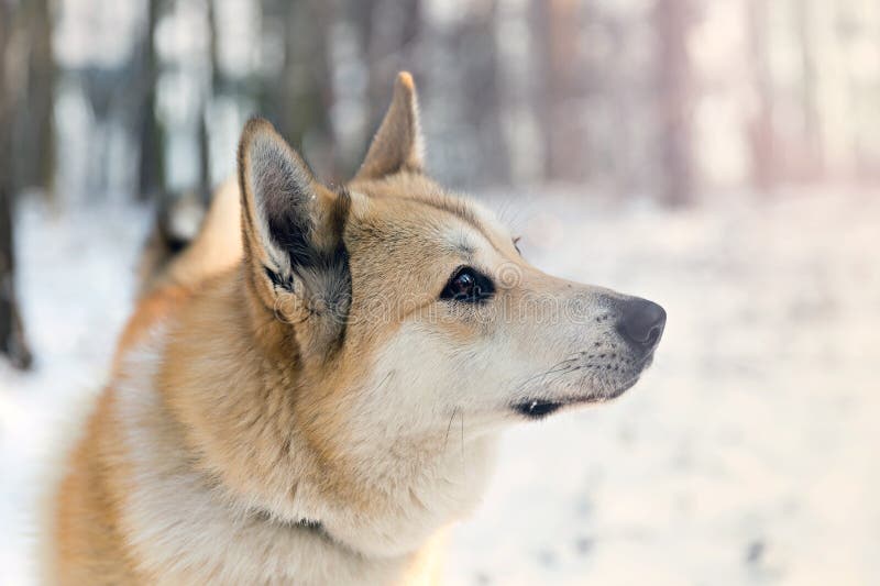 West siberian laika stock photo. Image of friend, forest - 210129494