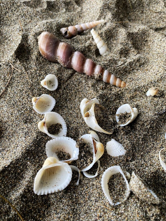 40,584 Beautiful Shells Stock Photos - Free & Royalty-Free Stock Photos ...