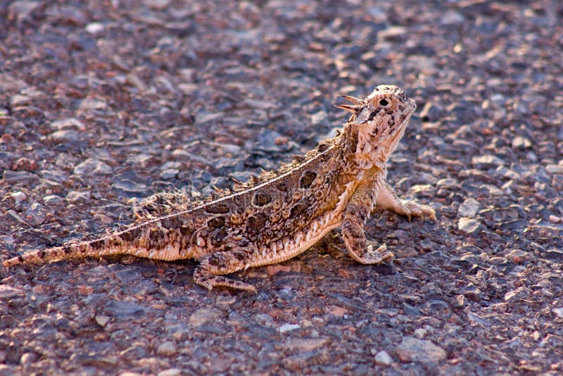Texas Horned Lizard Or Toad Stock Image - Image of spiky, protection ...