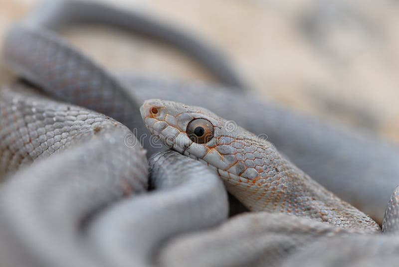 West Texas Snakes stock image. Image of bairds, texas - 12962501