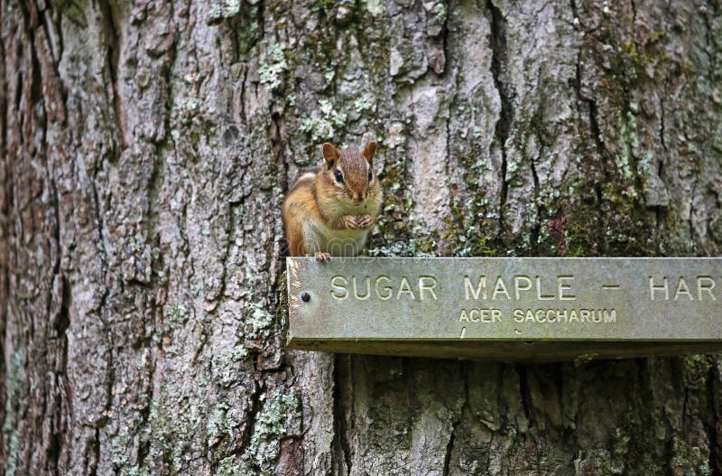 Wild chipmunk stock photo. Image of travel, animal, observation - 163603968