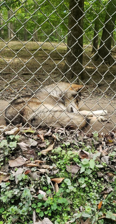 West Virginia Wildlife Wolf Stock Image - Image of west, tree: 232956307