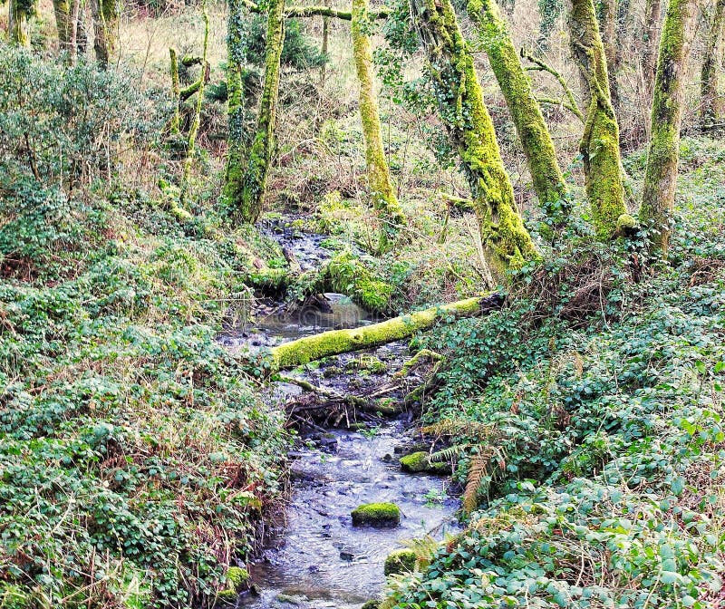 West Wales Stream in Winter Stock Image - Image of stream, wales: 161571105
