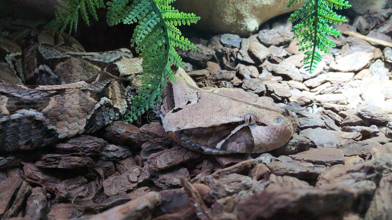 Gabun-Viper, Bitis Gabonica Stockbild - Bild von gift, nave: 1130011