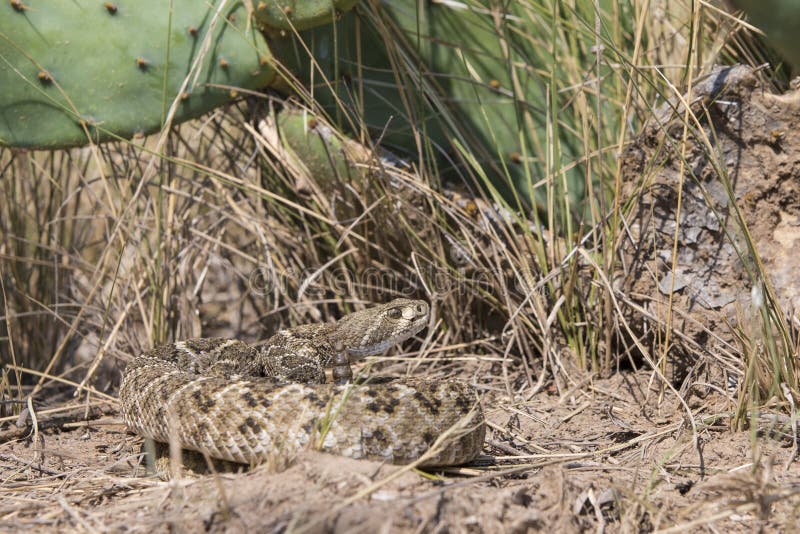 Westelijke Diamondback-Ratelslang Door Cactus Stock Foto - Image of ...