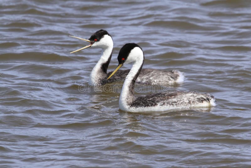 Westelijke Fuut (occidentalis Aechmophorus) Stock Afbeelding - Image of ...