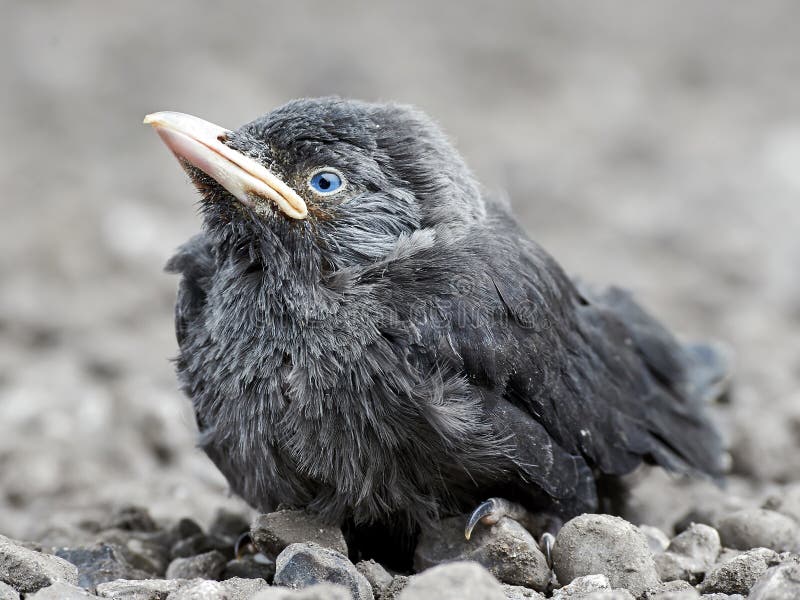 Westelijke Kauw (Corvus-monedula) Stock Foto - Image of dwerg, jong ...