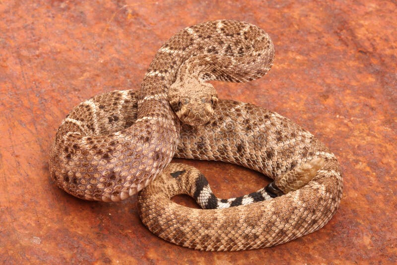Westelijke Ratelslang Diamondback. Stock Afbeelding - Image of doods ...