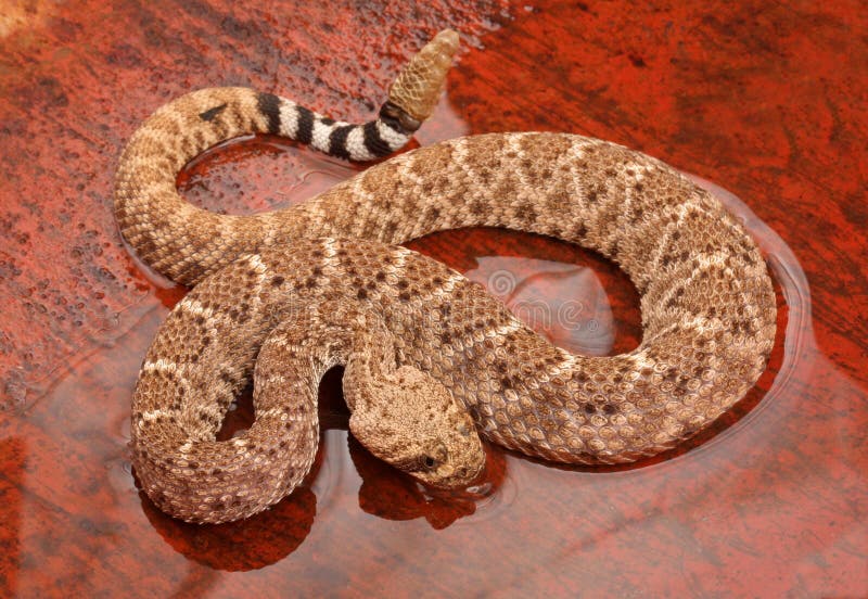 Westelijke Ratelslang Diamondback (Crotalus Atrox). Stock Afbeelding ...