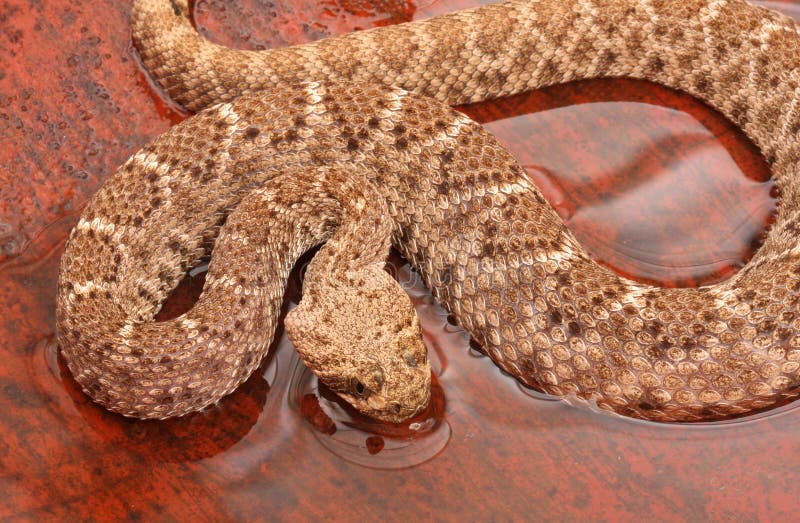 Westelijke Ratelslang Diamondback. Stock Foto - Image of dodelijk ...
