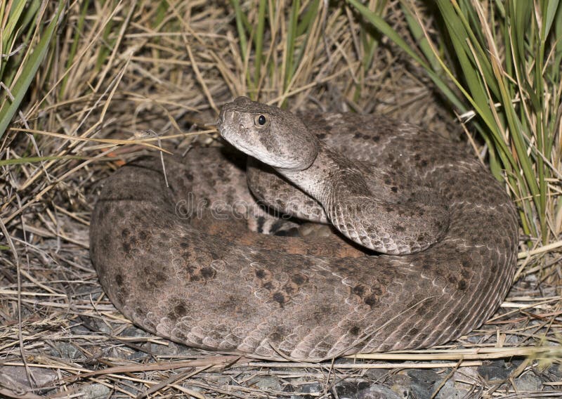 Ratelslang Van Albino's De Westelijke Diamondback - Crotalus Atrox ...