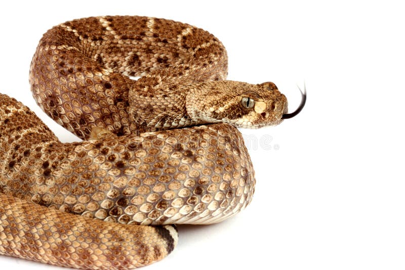 Westelijke Ratelslang Diamondback (Crotalus Atrox). Stock Foto - Image ...