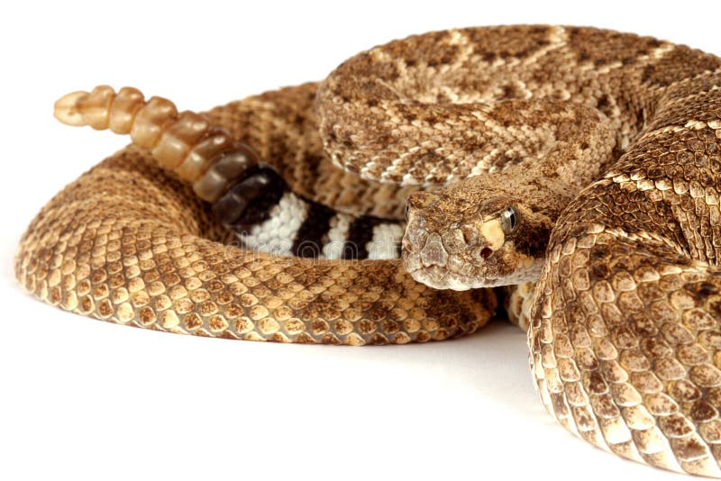 Westelijke Ratelslang Diamondback (Crotalus Atrox). Stock Foto - Image ...