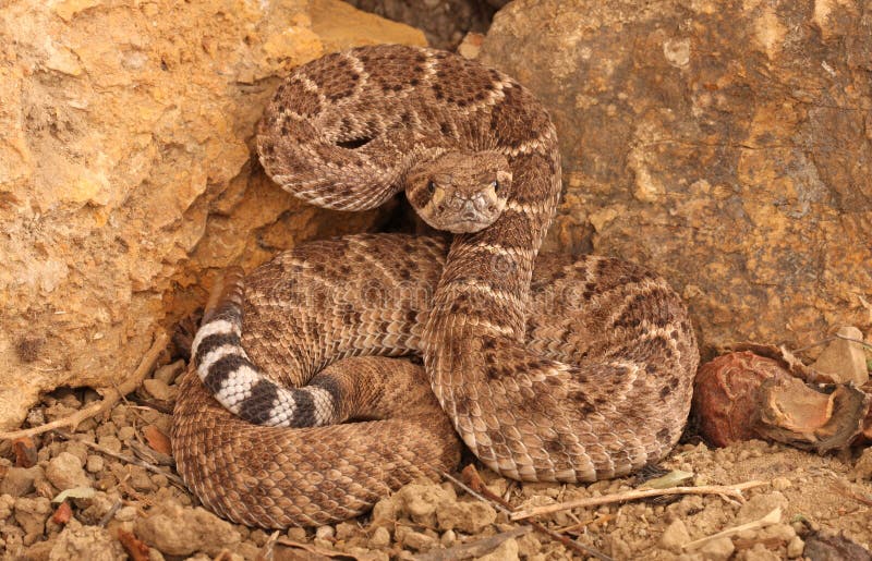 Westelijke Ratelslang Diamondback (Crotalus Atrox). Stock Afbeelding ...