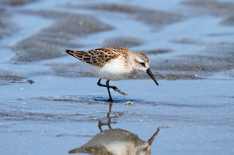 Westelijke Strandloper (Calidris Mauri) Stock Afbeelding - Image of ...