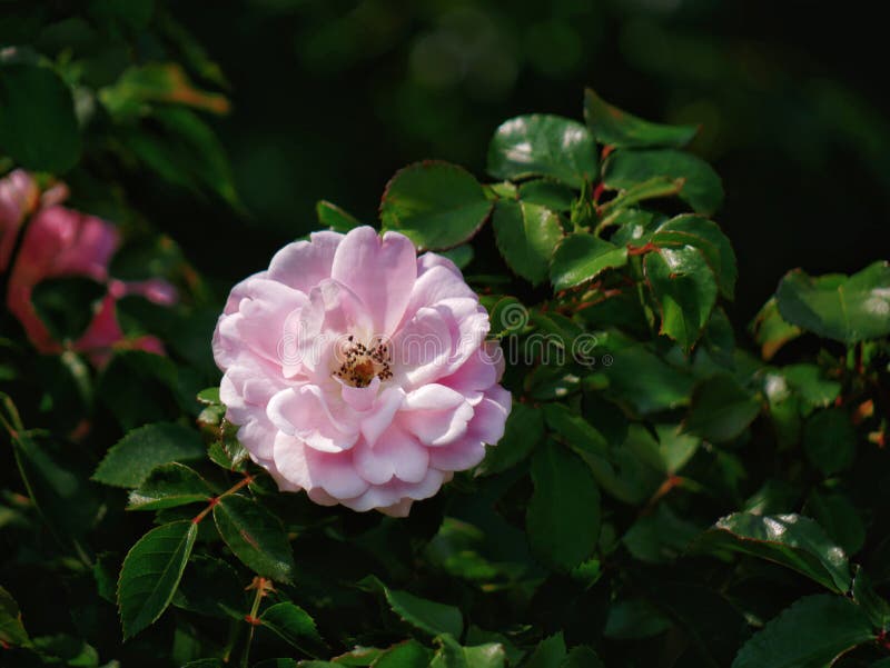 Westerland Polyantha Rose Flower. Pink Rose Bloom Close Up Stock Image ...