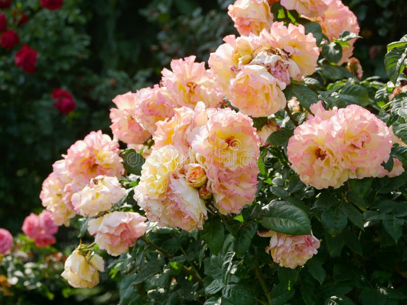 Westerland Polyantha Rose Flowers. Peach-colored Roses Bloom Stock ...